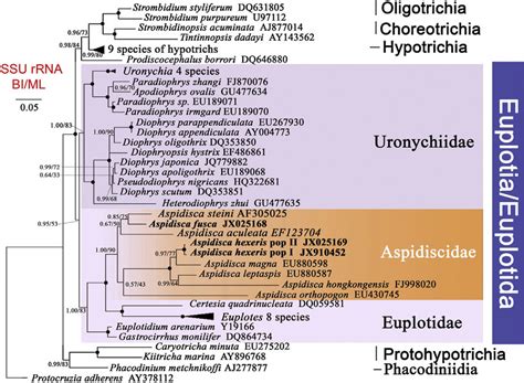 Phylogeny Trees Inferred From The Ssu Rrna Gene Sequences Using