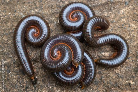 Invertebrates Arthropods