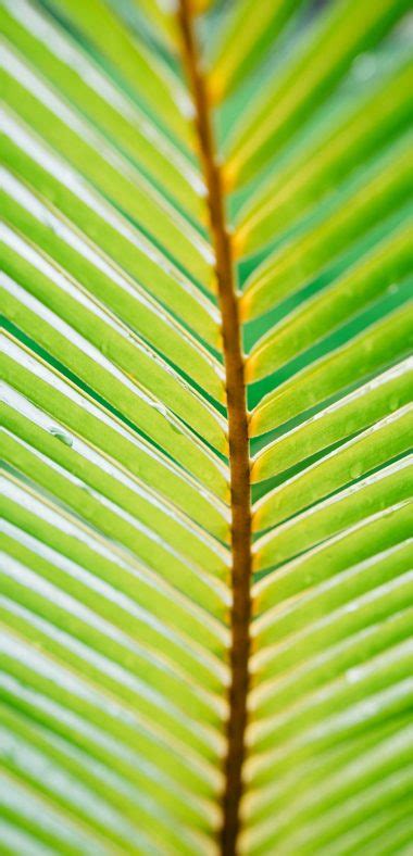 Huawei P Pro Wallpapers Hd