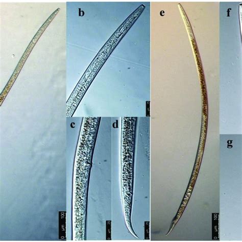 The Morphological Characteristics Of Ditylenchus Destructor Under