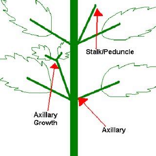 Flowers Of Both Sexes Occurred At All Three Positions And Every Node Download Scientific