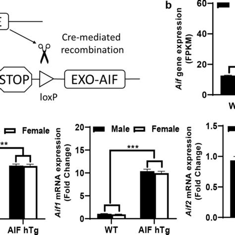 Determination Of Aif Overexpression In Aif Htg Mice A Schematic Figure