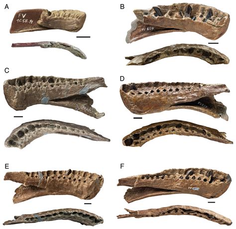 The Dentition Of The Late Jurassic Dwarf Sauropod Europasaurus Holgeri