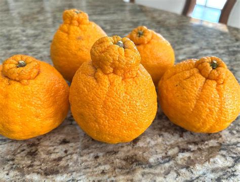 Sumo Citrus Aka Sumo Orange