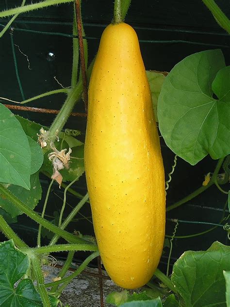 Огурец Большой голландский жёлтый (Large Dutch Yellow)