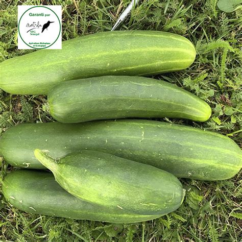Concombre Nat Bi Label Biologique Du Sénégal