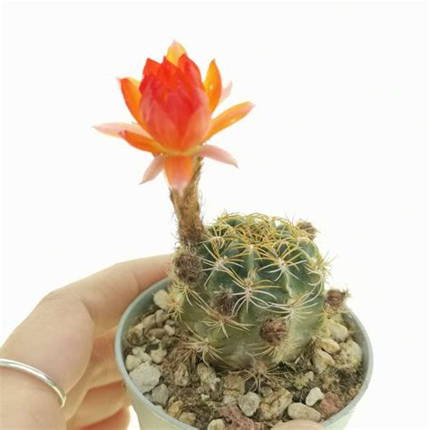 Lobivia Maximiliana Var Corbula 65 Cm Cactaceae Giromagi Vendita Piante Grasse