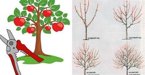 Навіщо обрізати яблуню і як зробити це правильно відео від професіонала Моє домашнє натхнення
