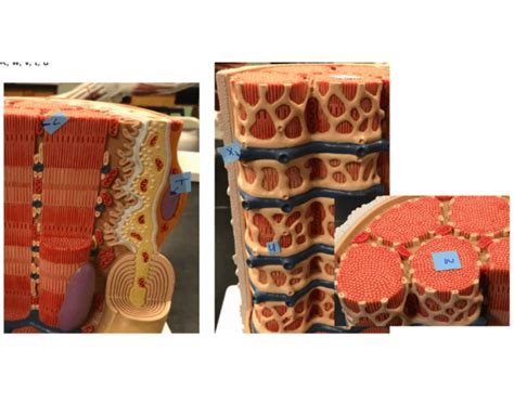 Sarcolemma Model Quiz