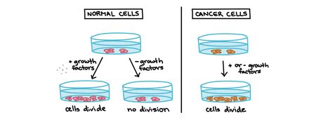 Lung Cancer Cells Vs Normal Cells