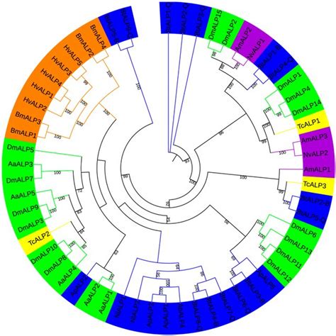 a maximum likelihood phylogenetic tree generated by iq tree of alp