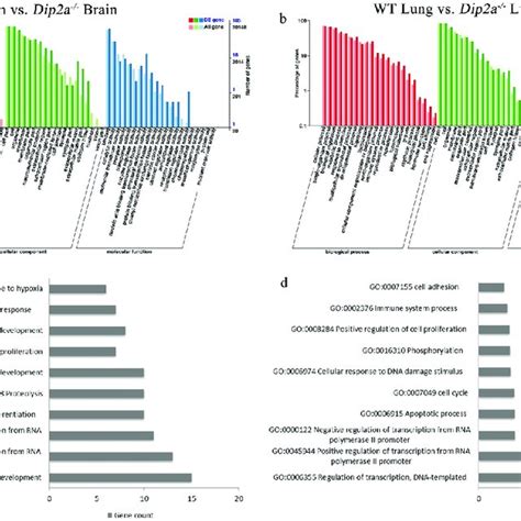 Gene Ontology Go Classification Of Degs From Wt Brain Vs Dip2a