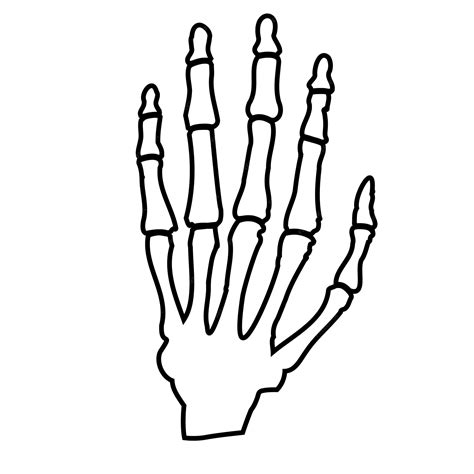 Premium Vector Bones Of The Human Handhuman Anatomy