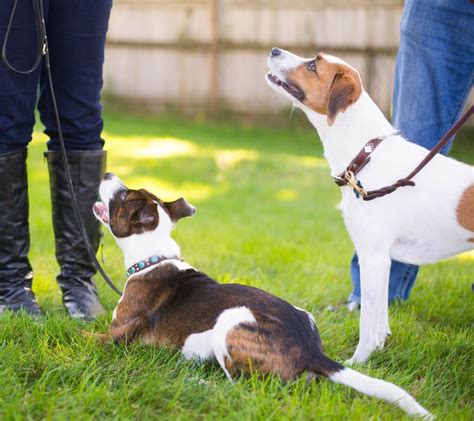 Understanding Dog Dog Sociability Paws Abilities