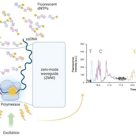 Scientific Background Of Pacbio Smrt Sequencing Download Scientific Diagram