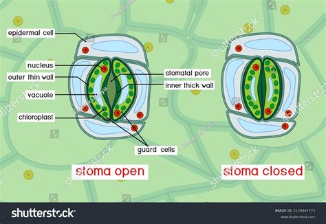 Structure Stomatal Complex Open Closed Stoma Stock Vector Royalty Free