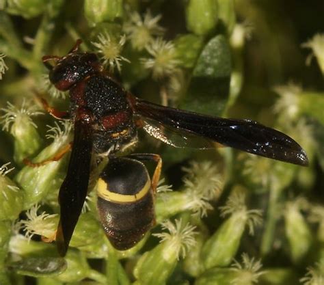 Unknown Hymenoptera Euodynerus Crypticus Bugguidenet