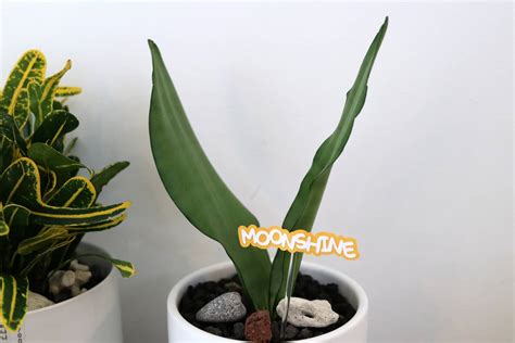 이니앤디 아이비🌿문샤인🌿그리고 Nangmanweek 의 핸드메이드 토퍼 화분픽 💛💚 노랑 초록