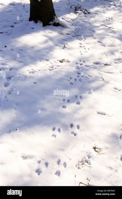 Red Squirrel Tracks In Snow Red Squirrel Tracks In Snow
