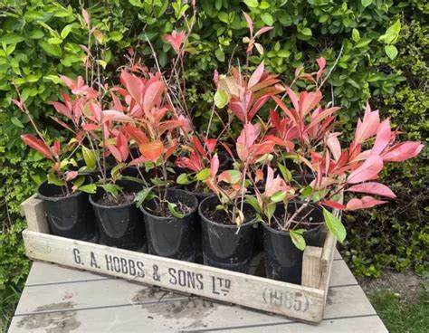 Photinia Red Robin Trees Plants Shrubs X 3 Approx 30 40cm 1 15 Feet