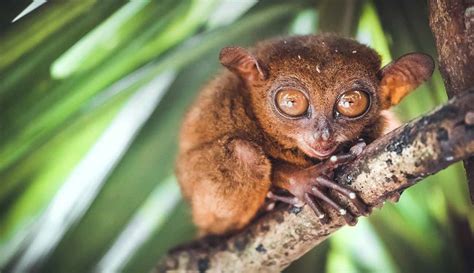 Why Avoid Loboc Tarsier Conservation Area In Bohol Ph
