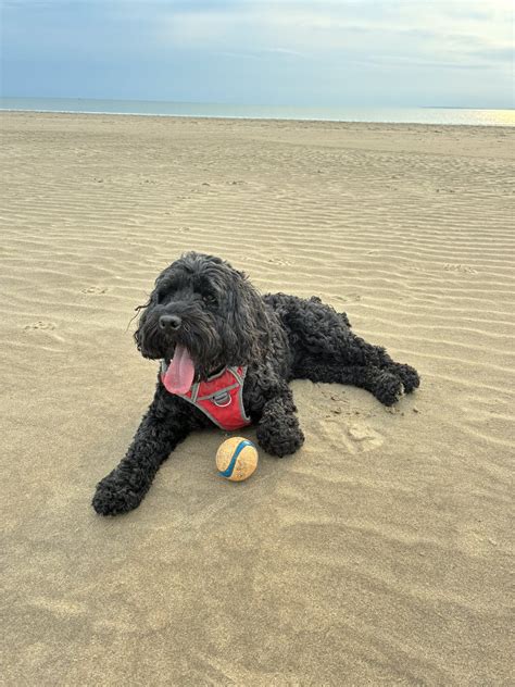 Cilla The Cockapoo Cockapoocilla Posts X