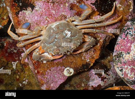 Harbour Crab Sandy Swimming Crab Blue Leg Swimming Crab Portunid