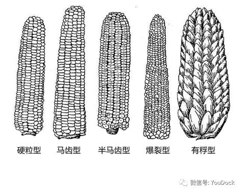 知识库 玉米产业链专题研究玉米新浪新闻