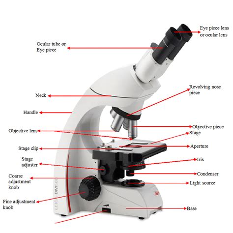Light Microscope How Is The Beam Focus Home Design Ideas