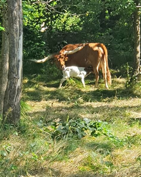 Texas Longhorn Austria Pöggstall