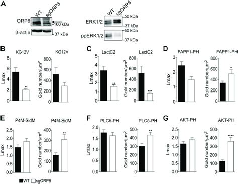 Kras And Ptdser Pi4p Pip 2 And Pip 3 Clustering And Membrane