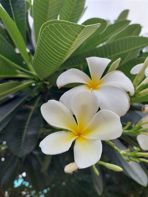 Snap Pic Of A Calachuchi Ritookapictureph