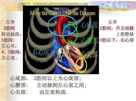 心脏查体 Word文档在线阅读与下载 无忧文档