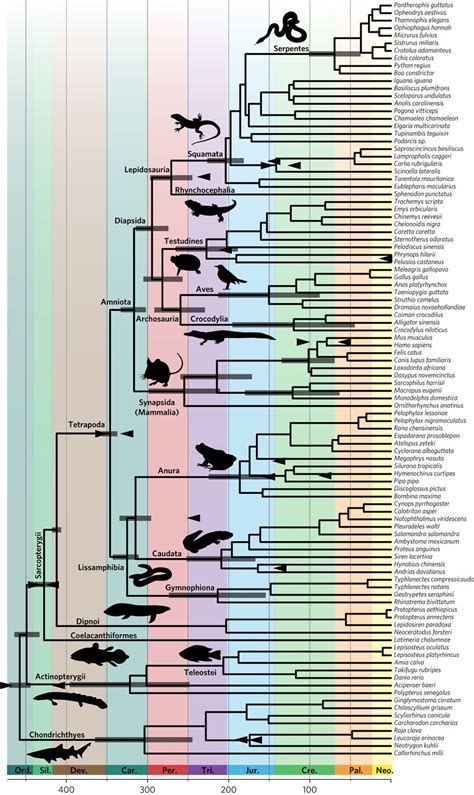 Vertebrate Phylogeny