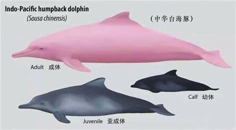 “粉海豚”现身三亚湾为美丽三亚增添浪漫色彩 国际在线移动版
