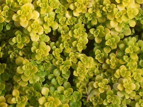 Sedum Creeping Makinoi Ogon Scgardencenterstore