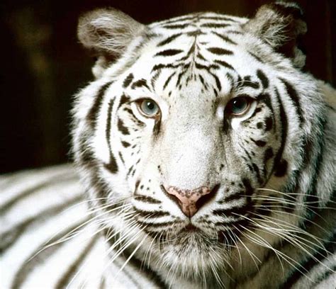 Import A Hybrid Snapshot Into Non Hybrid Pod In Oracle Epm Cloud Brovanture