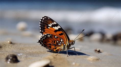 Butterfly Beach Images Hd Pictures For Free Vectors Download