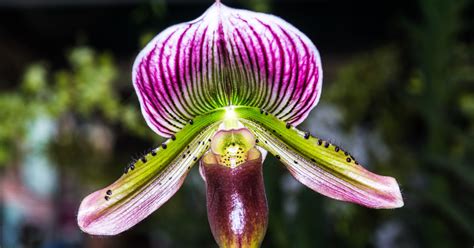 Types Of Orchids And Names How To Identify Orchids The Comprehensive