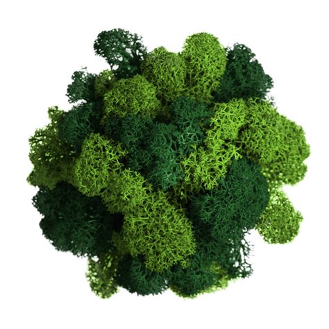 Стабілізований мох Ягель мікс зелений салатовий 100 грам купить онлайн на Rozetka