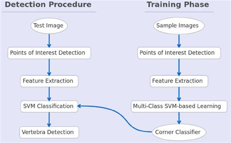Framework For The Automatic Vertebra Detection Download Scientific