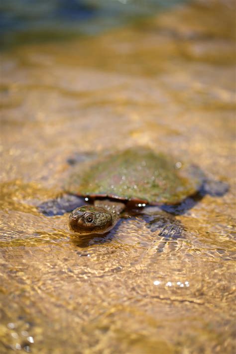 Yellow Spotted River Turtle Photos Download The Best Free Yellow Spotted River Turtle Stock