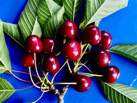 Bing Cherry Montana Fruit Trees