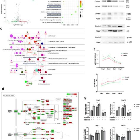 Rna Seq Analysis And Validation Study Results A Volcano Plot Of