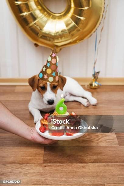 풍선으로 장식 된 방에서 파티 모자를 쓴 생일 강아지가 카메라를 보고 있습니다 생일 모자를 쓴 생후 6개월 된 잭 러셀 테리어가 컵케이크를 보고 있다 갈색에 대한 스톡 사진
