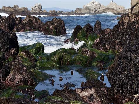 What Is The Environment Of Rocky Intertidal Zone Little To Great