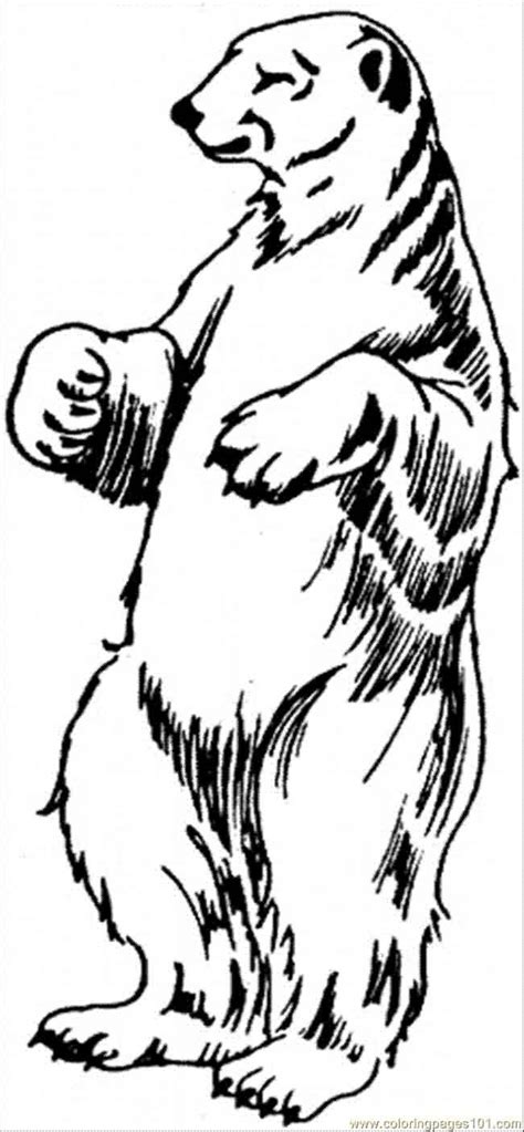 Grizzly Bear Drawing Standing At Explore
