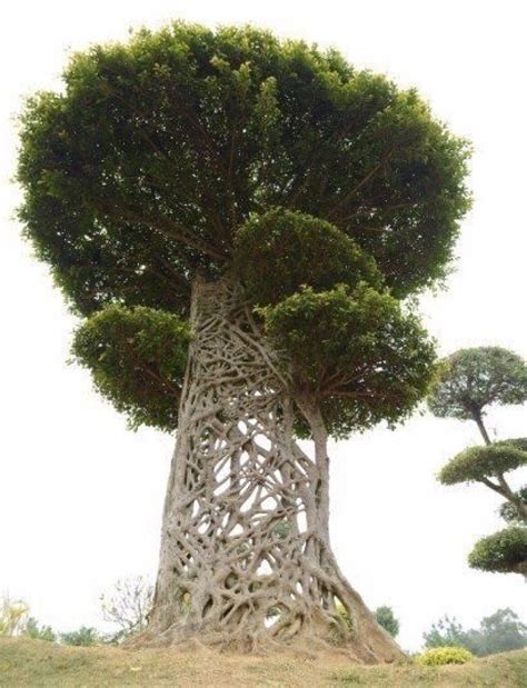 Unique Trees Weird Trees Beautiful Tree