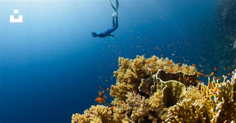 바다의 산호초 위를 헤엄치는 사람 사진 Unsplash의 무료 자연 이미지