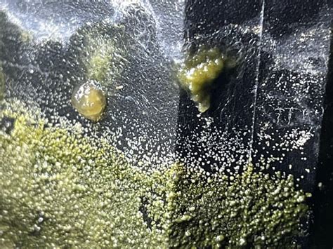 Anyone Know What These Jelly Like Blobs Are Raquariums Anyone Know What These Jelly Like Blobs Are Raquariums